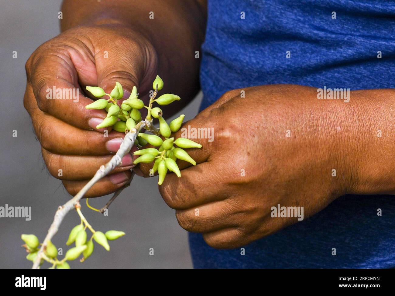 (190709) -- YULI, July 9, 2019 -- Forest ranger Eli Niyaz checks seeds ...