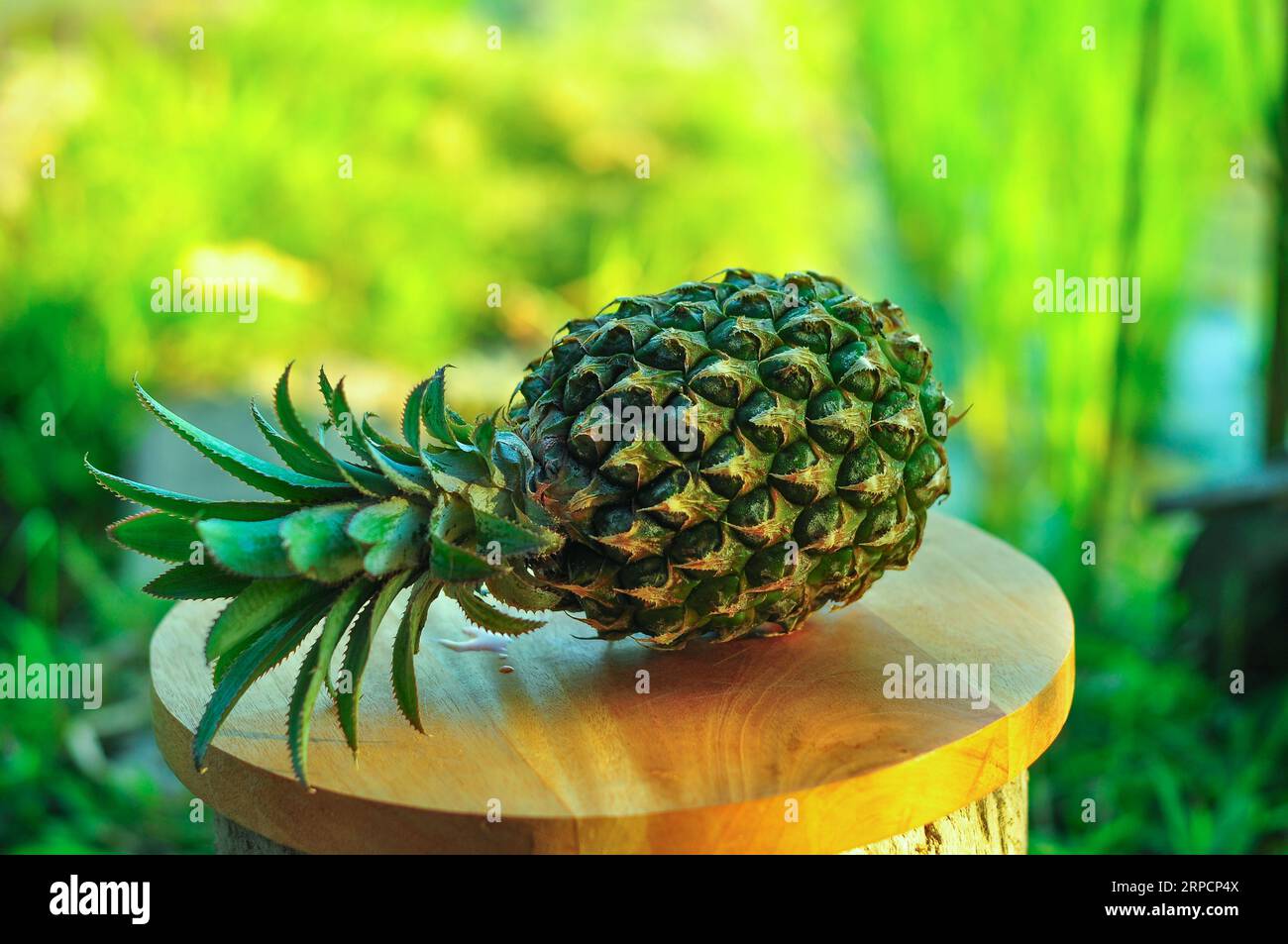 Pineapple(Ananas comosus) on wooden with blurred garden background ...