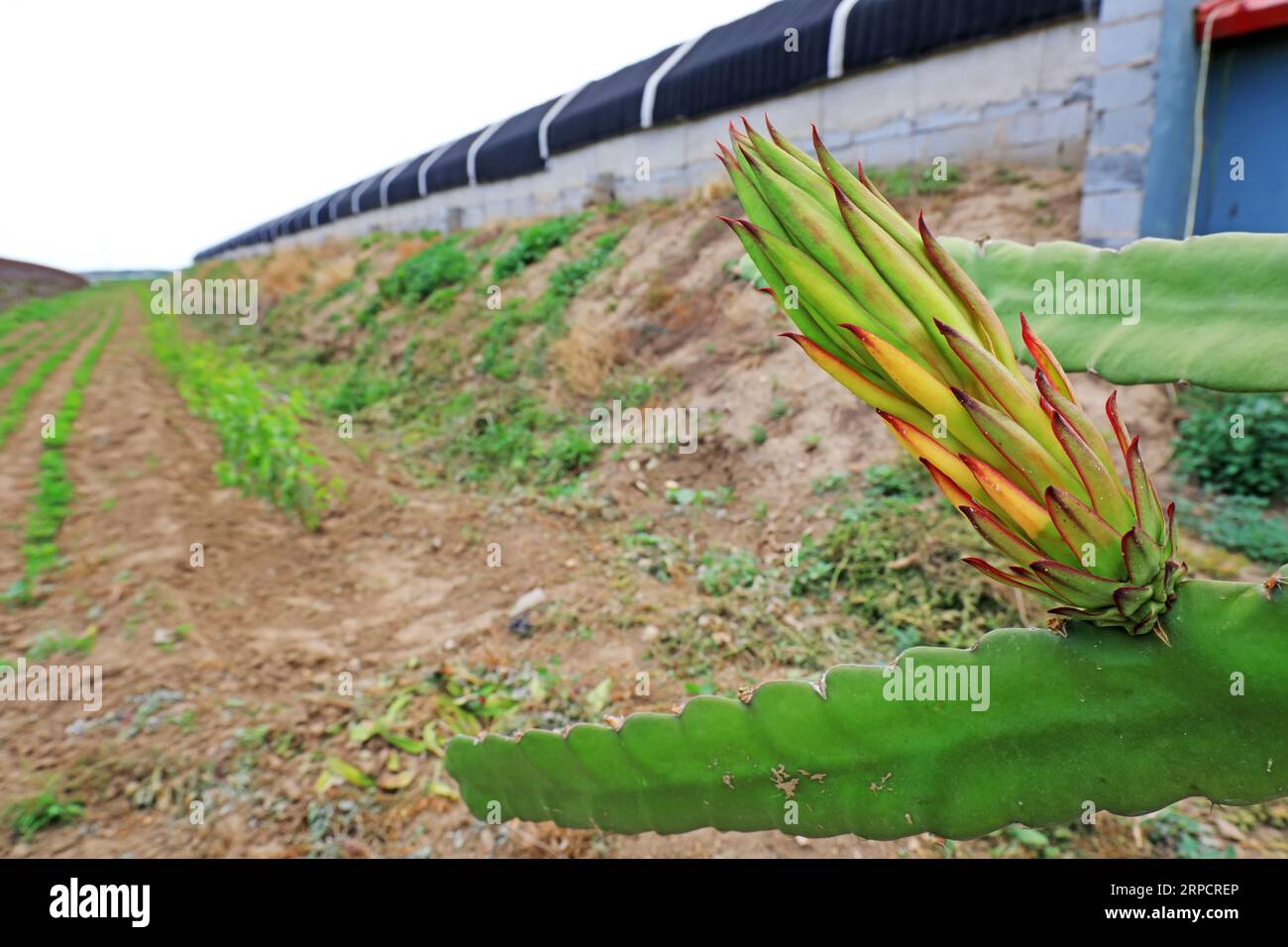 Pitaya flowers hi-res stock photography and images - Alamy