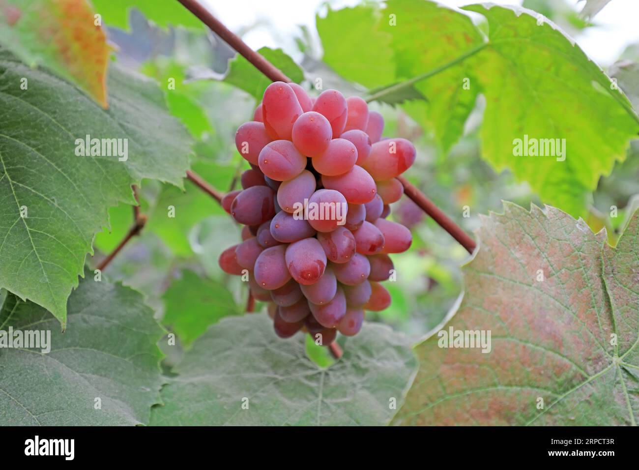 Mature grapes hi-res stock photography and images - Alamy