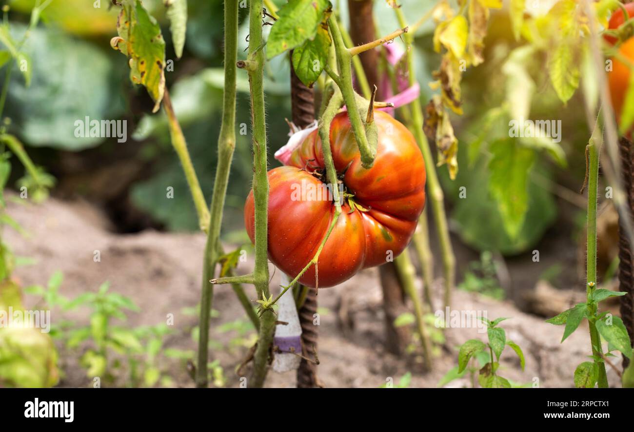 Big juicy ripe tomato on the garden in autumn. late tomatoes. Cracking ...