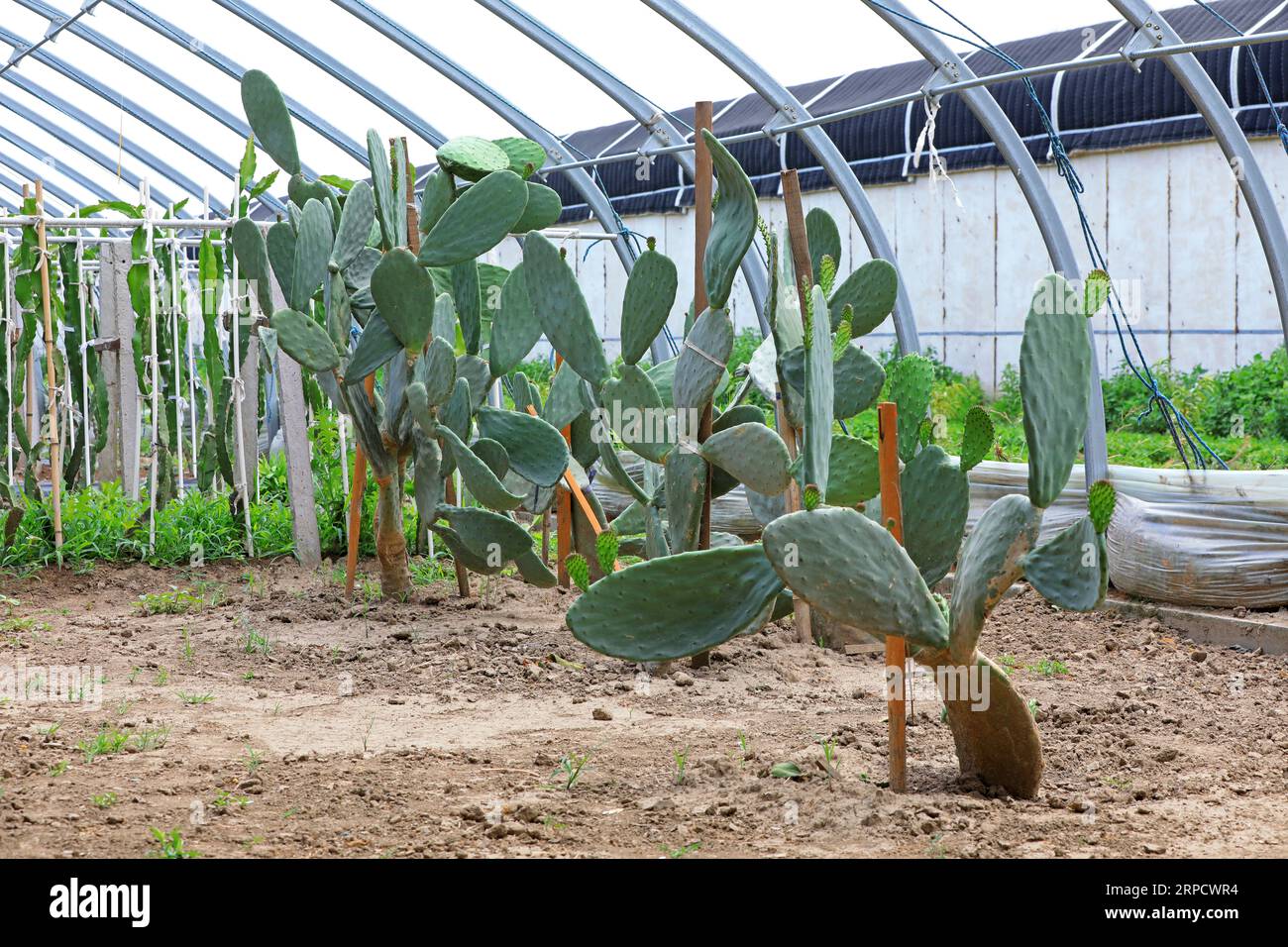 Edible cactus hi-res stock photography and images - Alamy