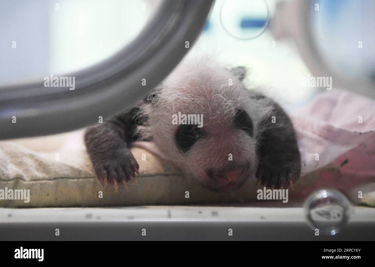 Chongqing zoo pandas in china hi-res stock photography and images - Alamy