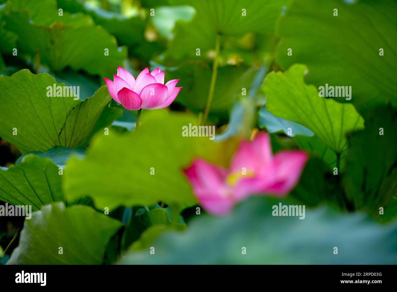 Nianjia hi-res stock photography and images - Alamy