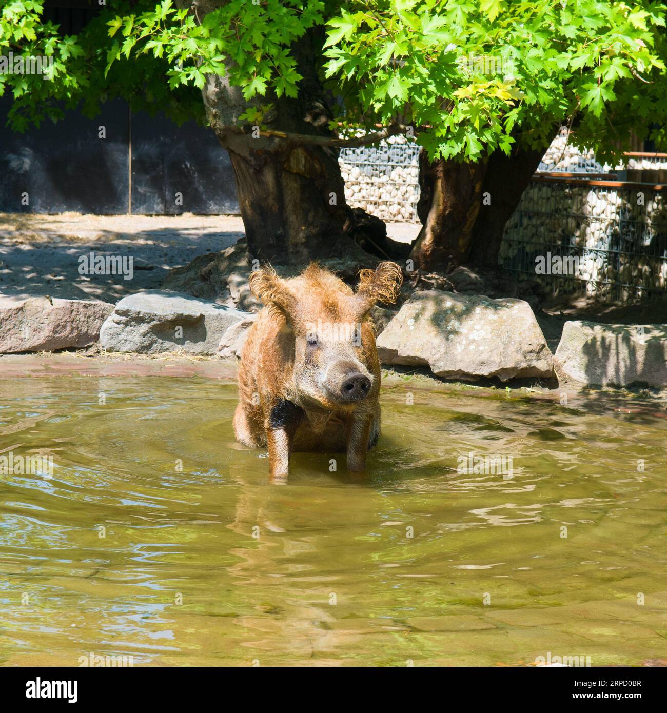 Pig mud pond hi-res stock photography and images - Alamy
