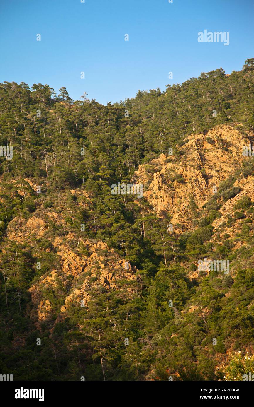 Vegetation and pine forests in the mountains around the town of ...