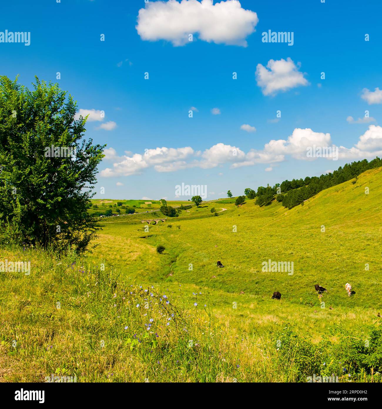 Green meadow (pasture) and blue sky Stock Photo - Alamy