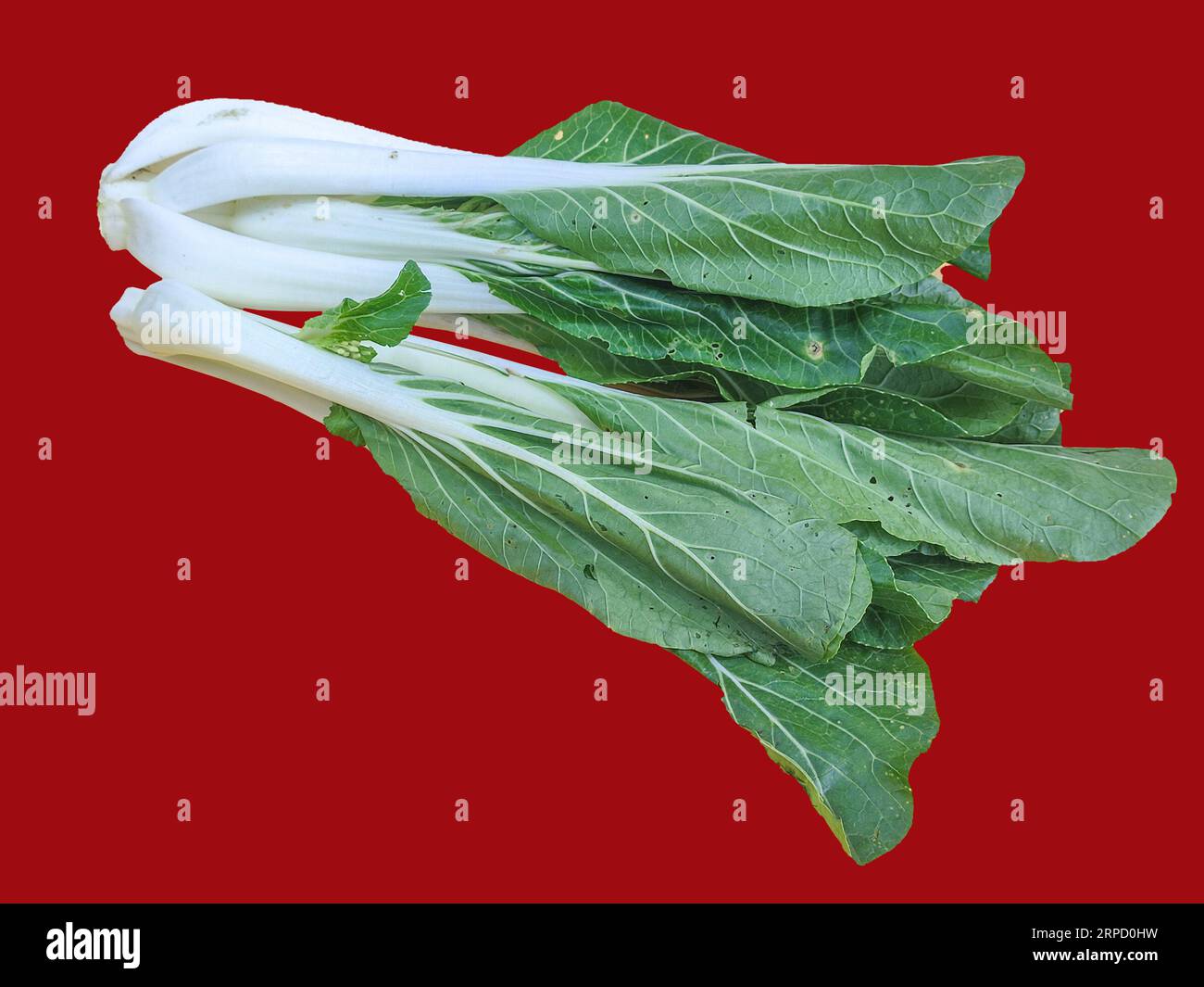 Green pakcoi photo with a red background. Pakcoi is Leafy Asian green ...