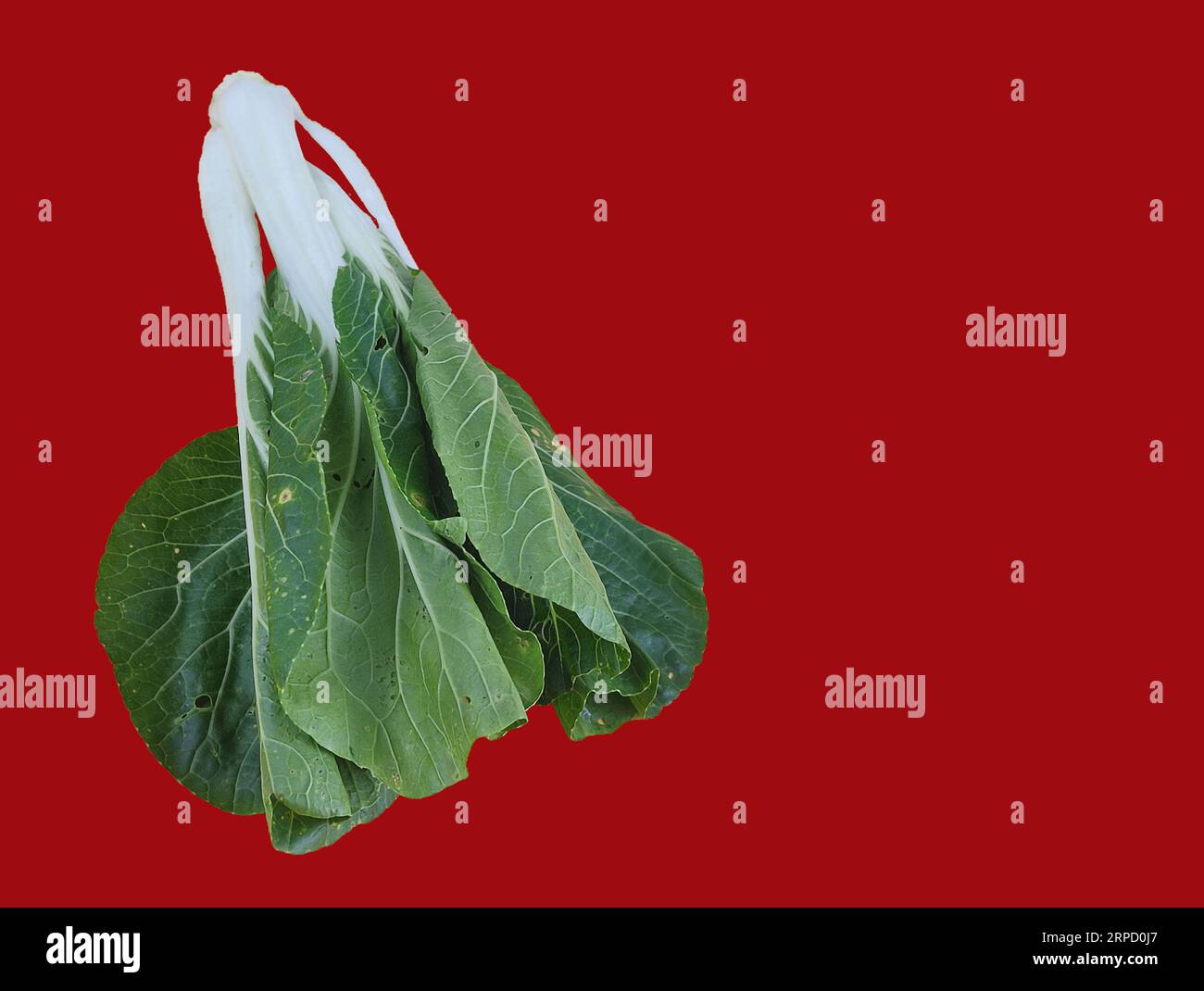 Green pakcoi photo with a red background. Pakcoi is Leafy Asian green ...