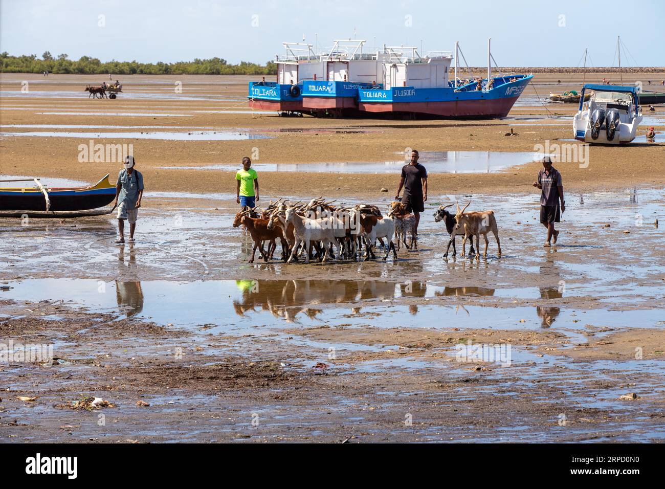 TOLIARA, MADAGASCAR - NOVEMBER 21 2022: A shepherd takes a shortcut and ...