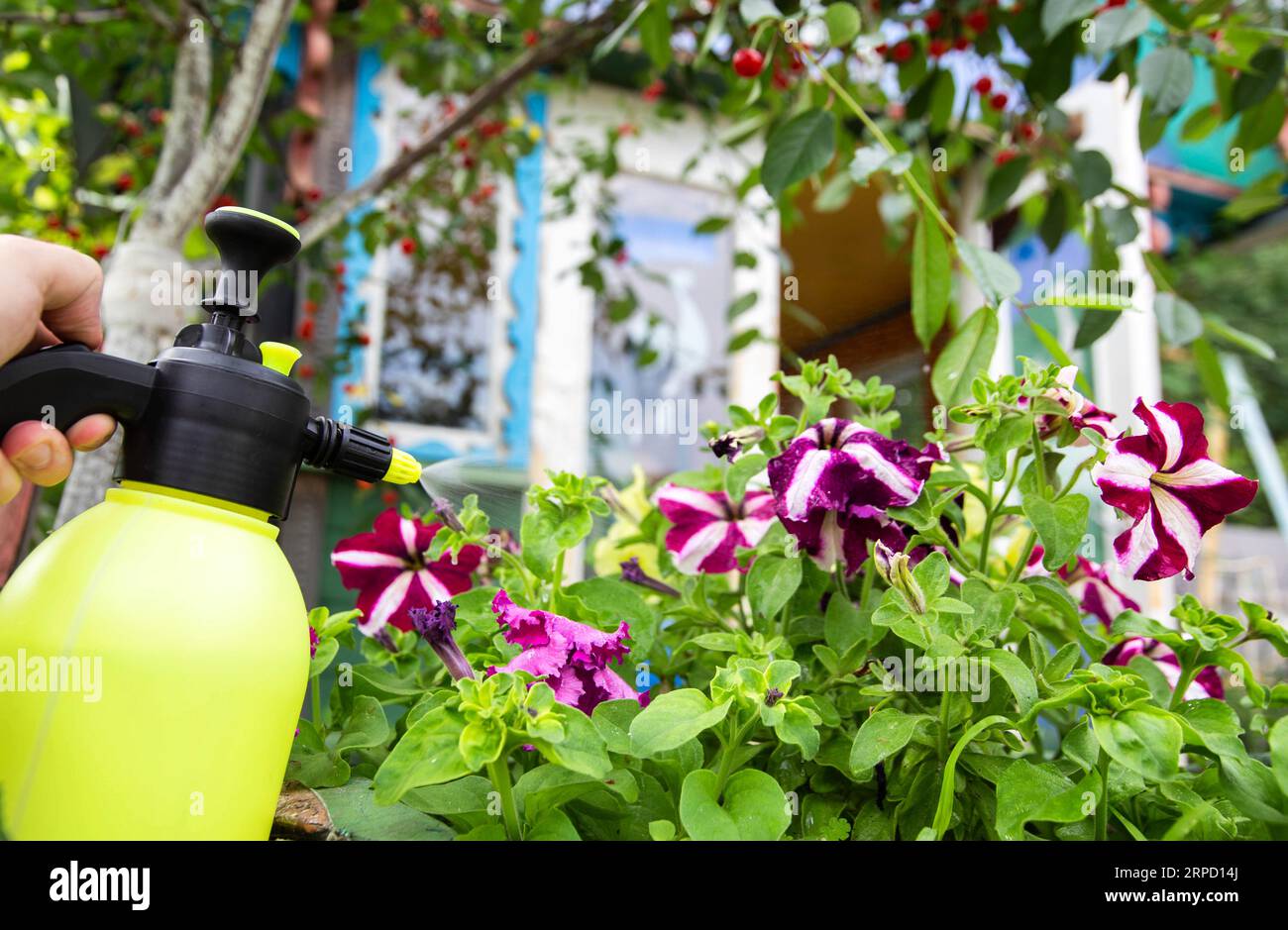 Spraying flowers in the country with ammonia and blue vitriol from ...