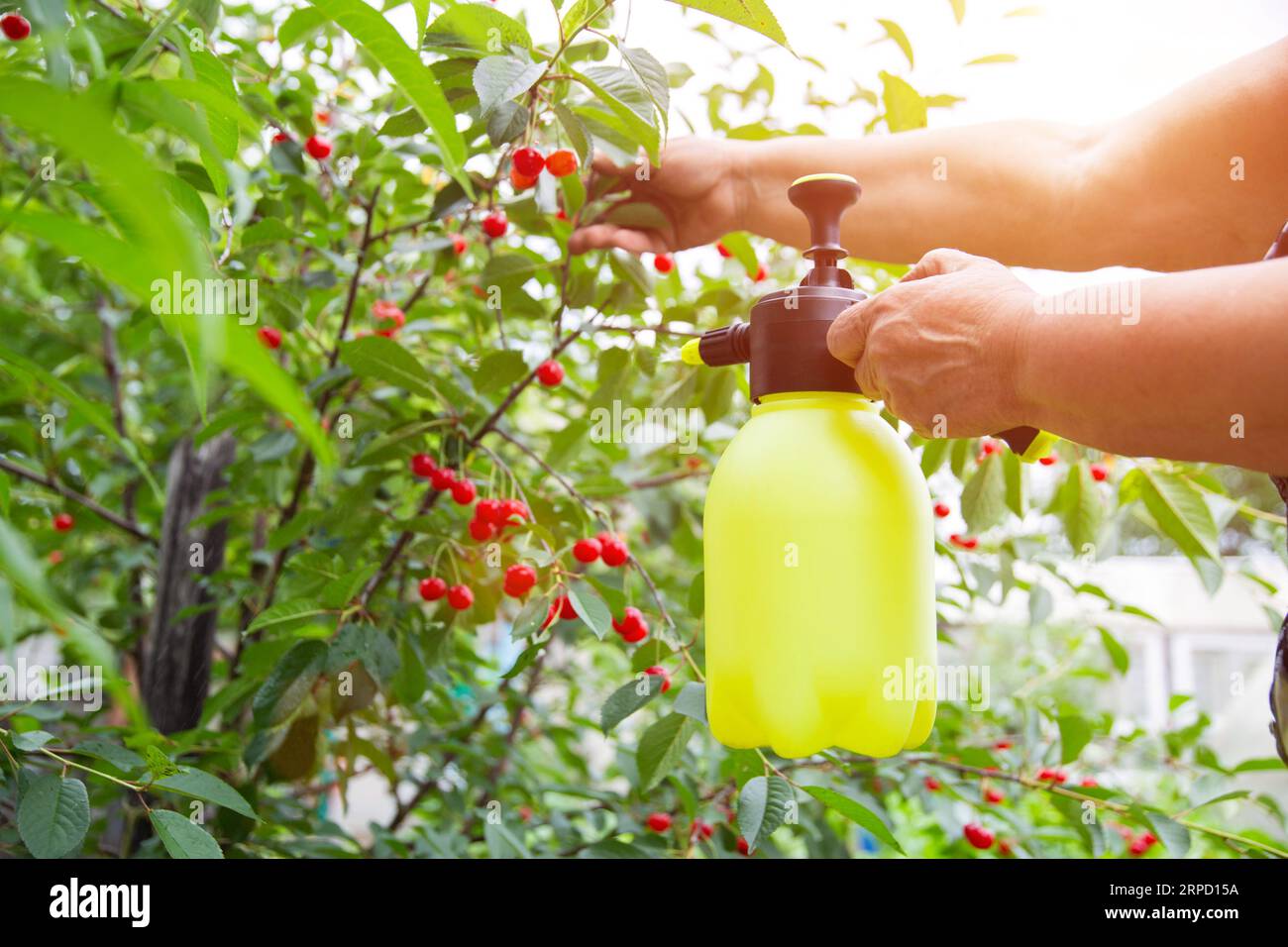 Spraying cherries with boric acid and a solution from parasites Stock ...