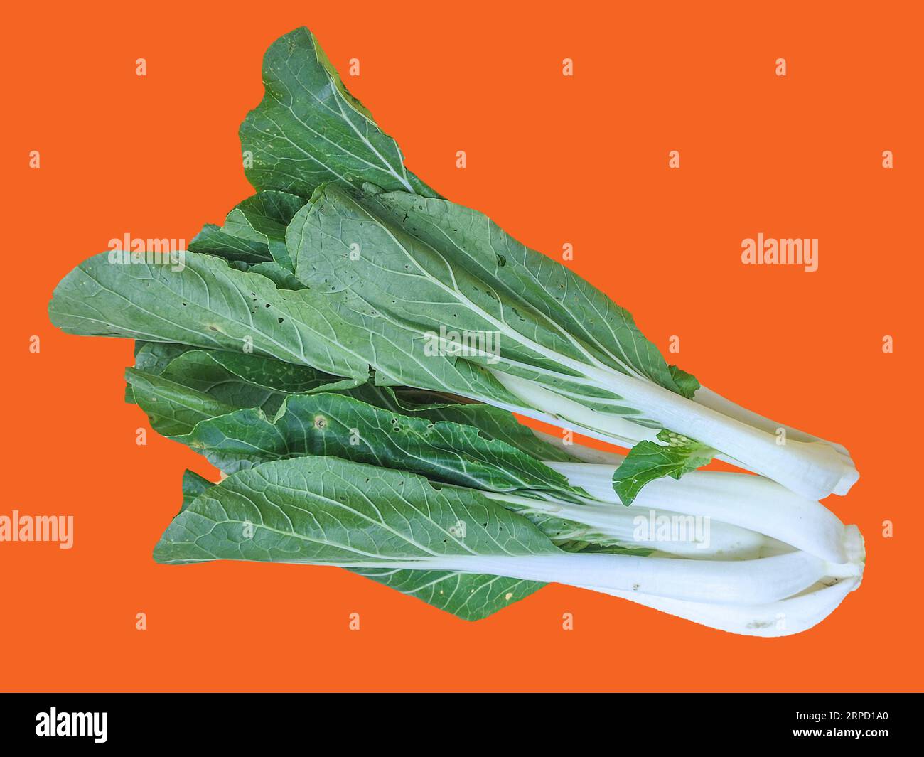 Green pakcoi photo with a orange background. Pakcoi is Leafy Asian ...