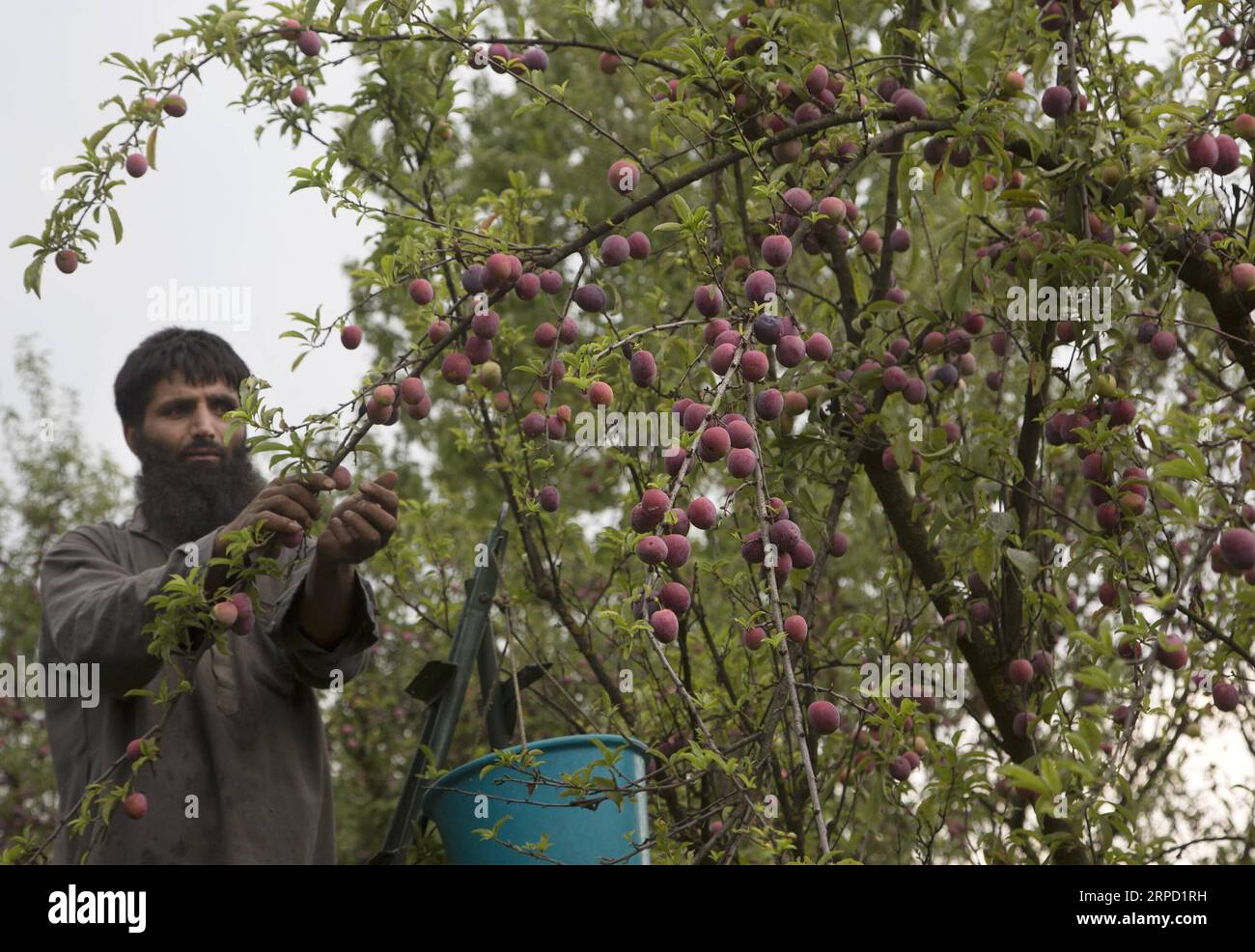 Indian plums hi-res stock photography and images - Alamy