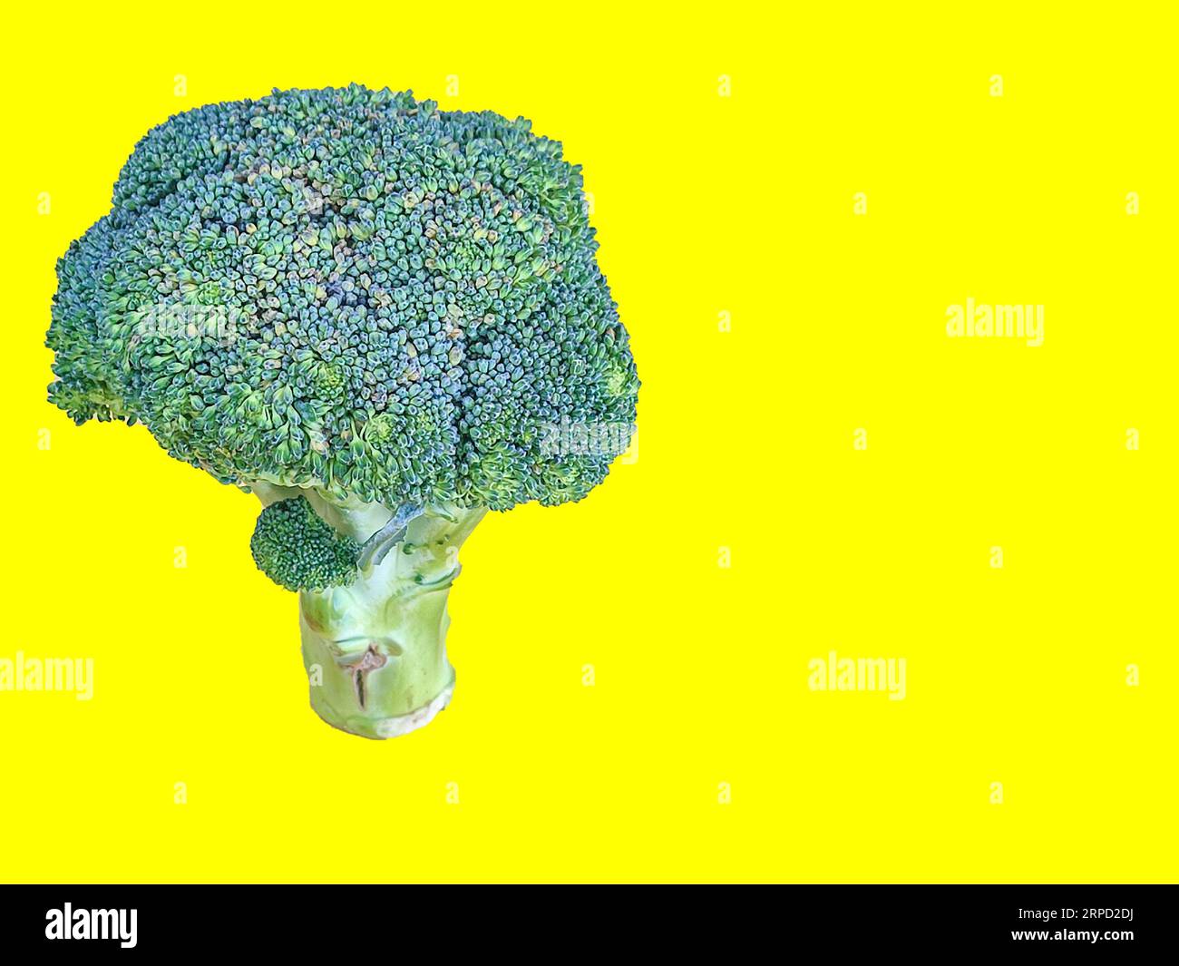 A green broccoli photo standing with a solid color background for food ...