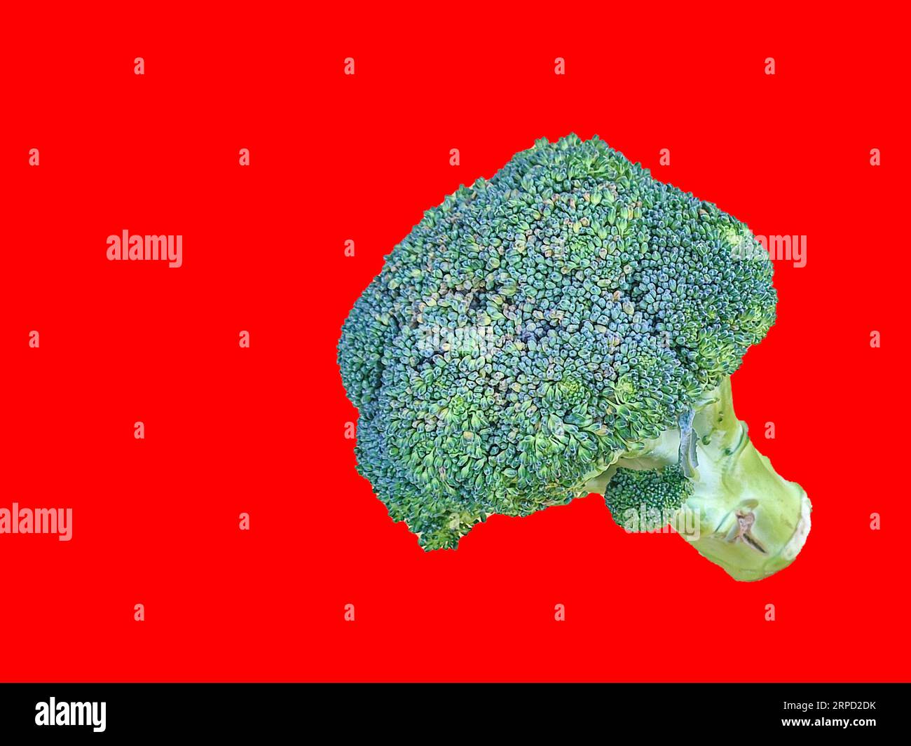 A green broccoli photo standing with a solid color background for food ...