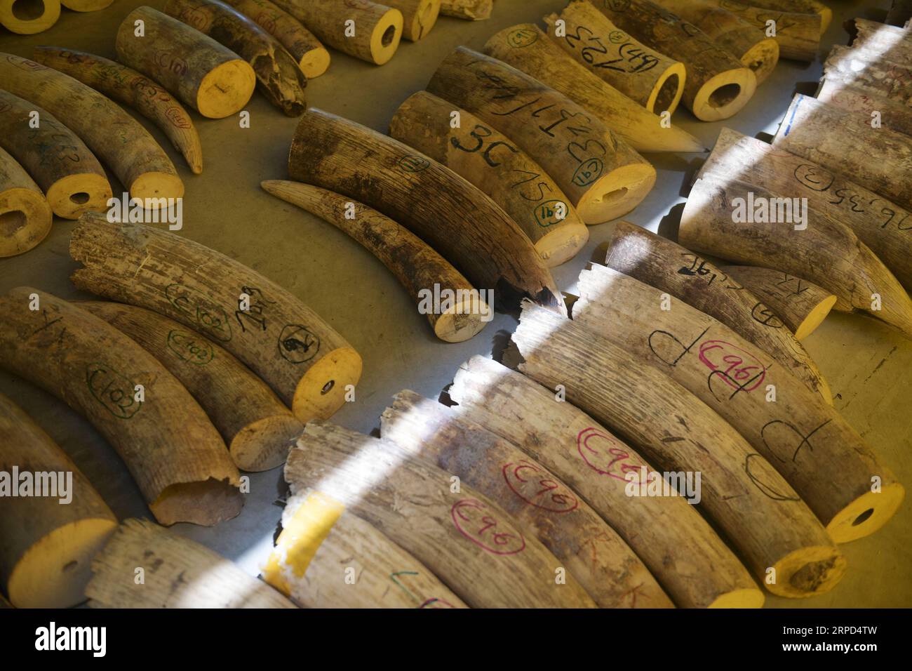 Singapore seizure elephant hi-res stock photography and images - Alamy