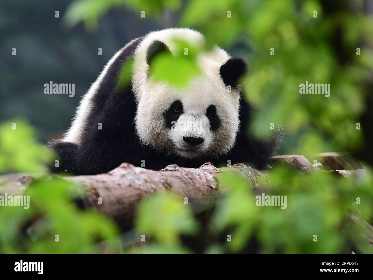 China tree heatwave hi-res stock photography and images - Alamy