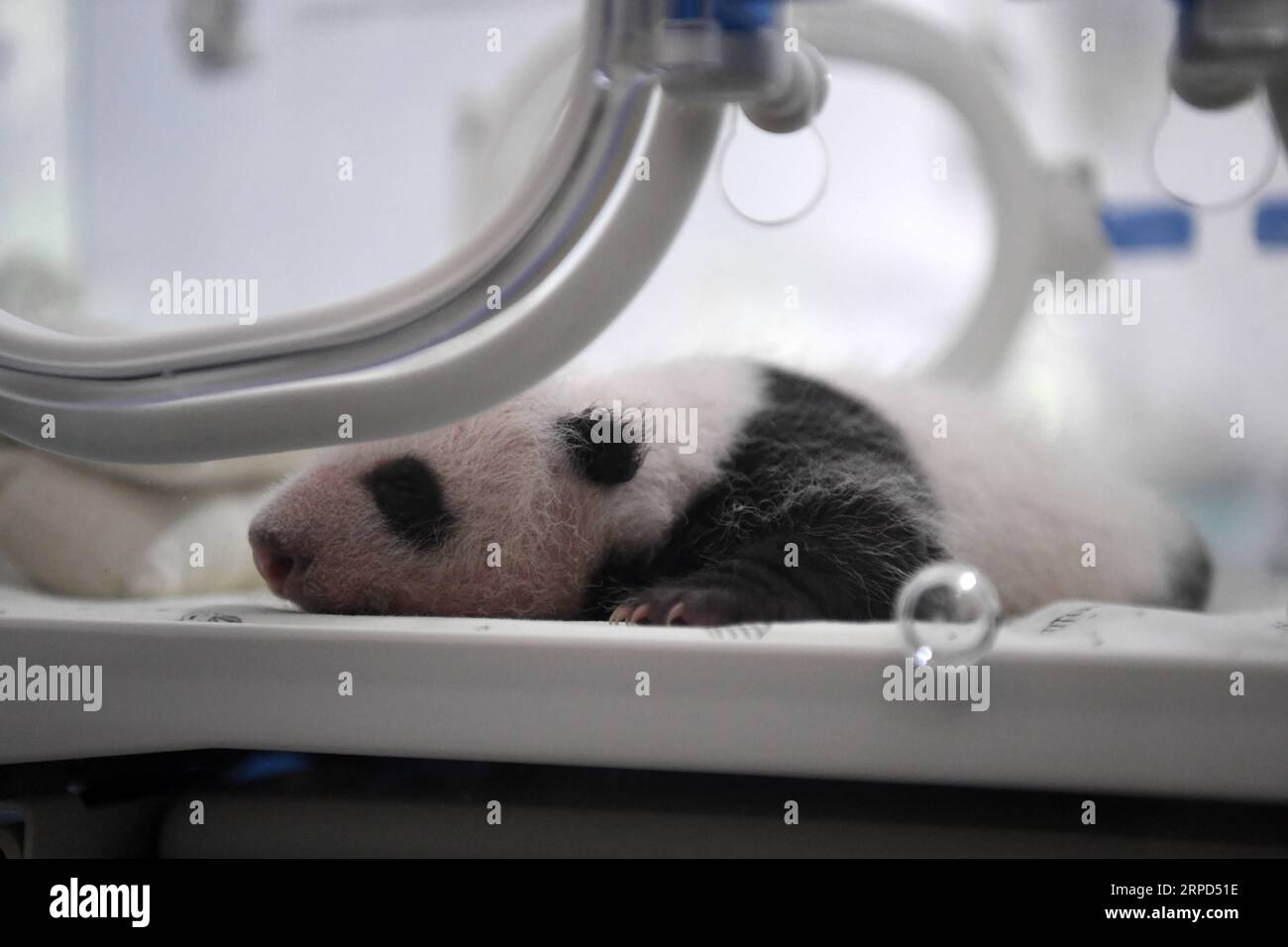 (190723) -- CHONGQING, July 23, 2019 -- Photo taken on July 23, 2019 ...