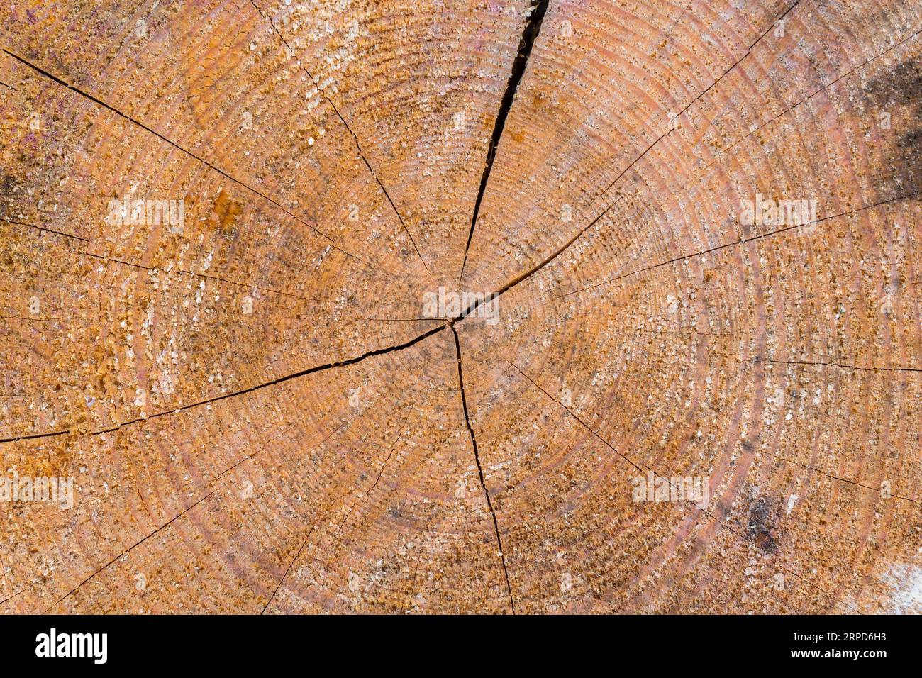 Old wood log texture background Stock Photo - Alamy