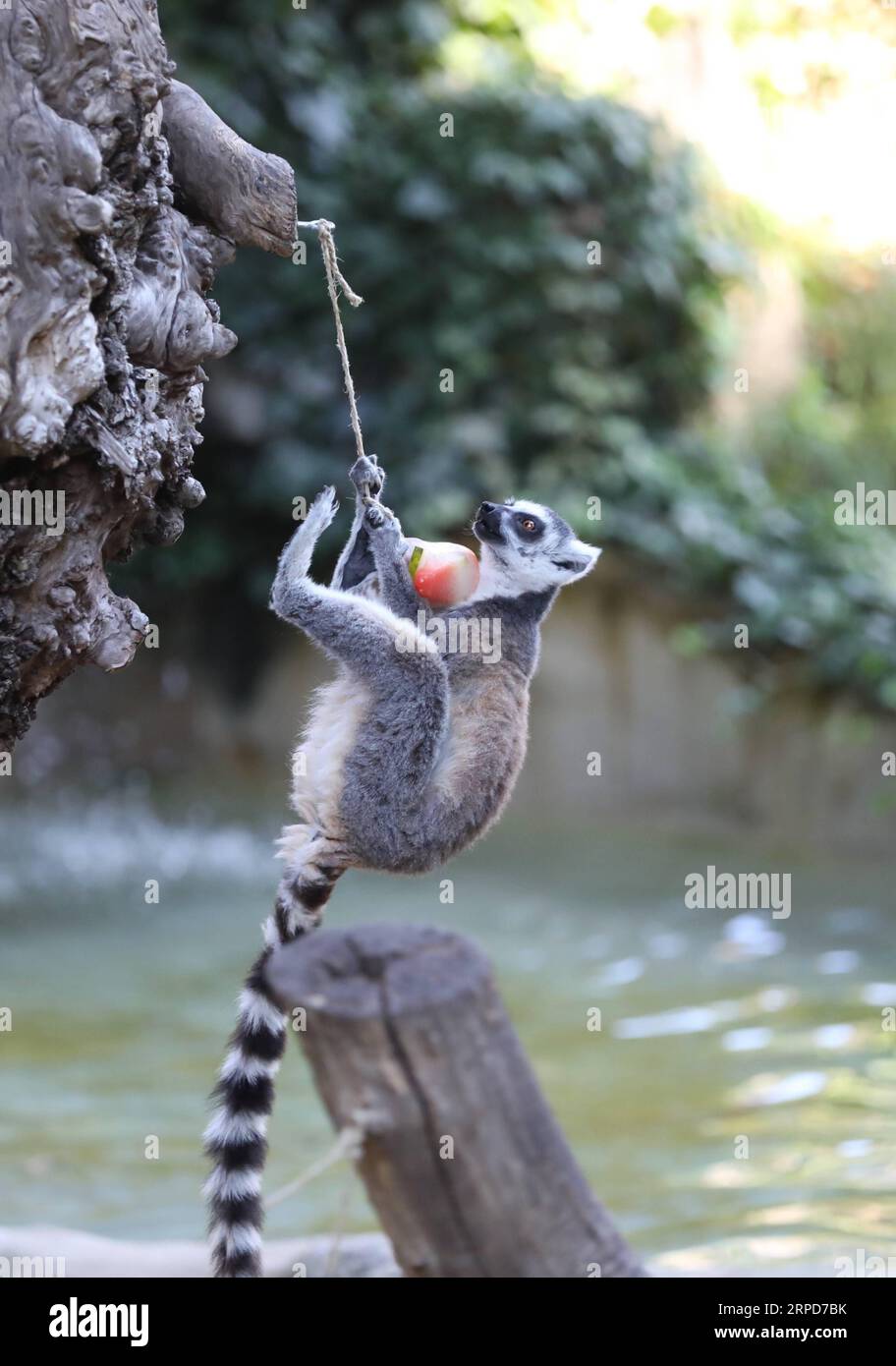 (190725) -- ROME, July 25, 2019 -- A ring-tailed lemur eats iced fruits ...