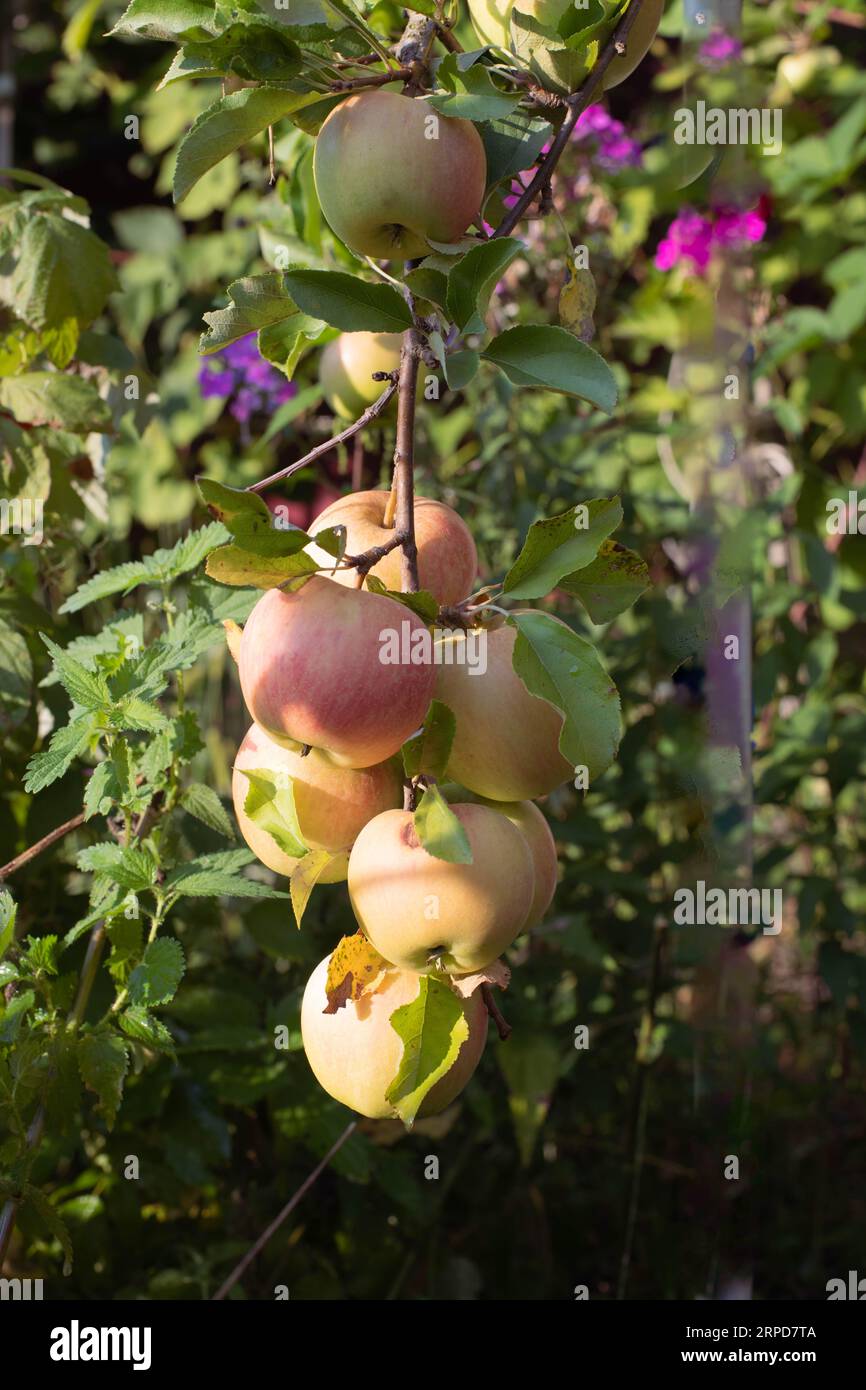 Apple bearing boughs hi-res stock photography and images - Alamy