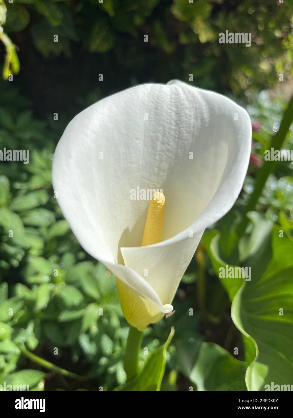 Ethiopian flower hi-res stock photography and images - Alamy