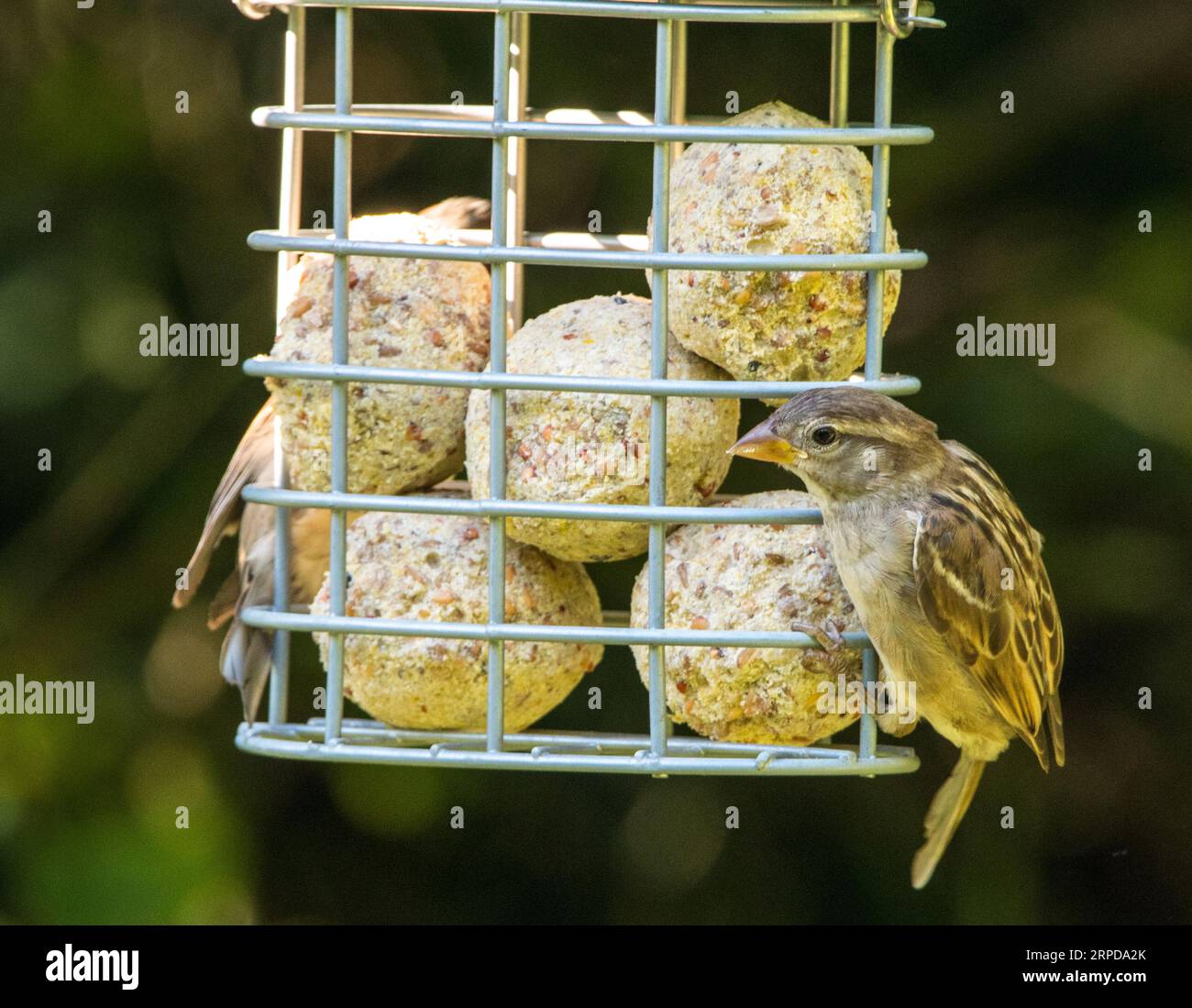 Passer sparrow feather close up hi-res stock photography and images - Alamy