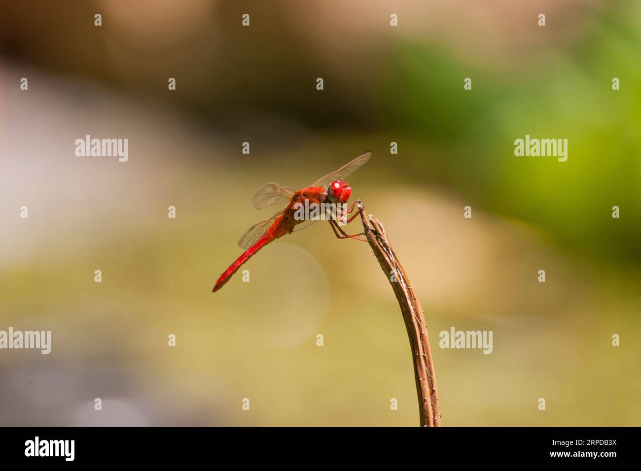 Scarlet dragonfly(Crocotemis erythrea Stock Photo - Alamy
