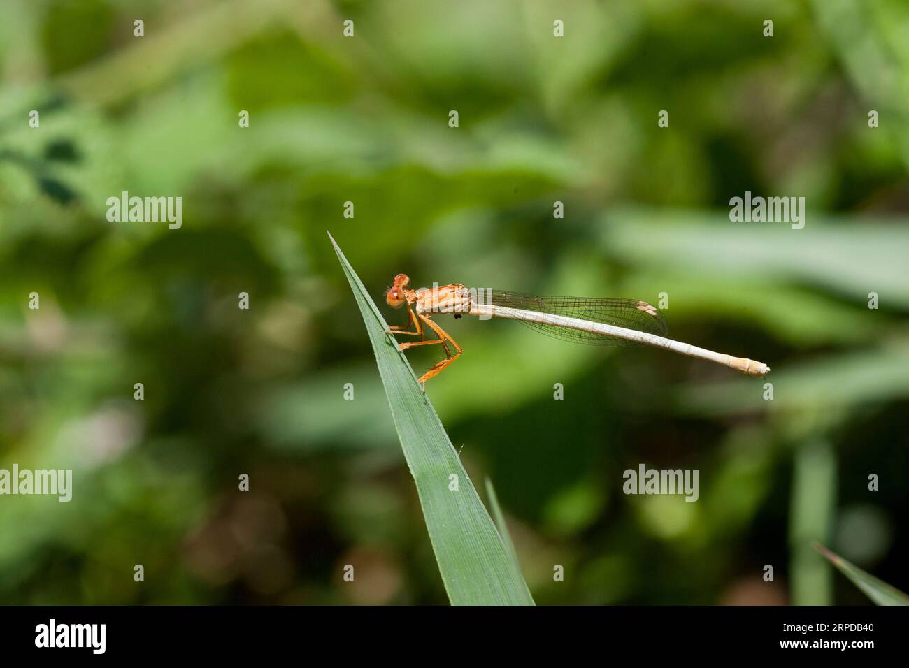 Ischnura elegans female Stock Photo - Alamy