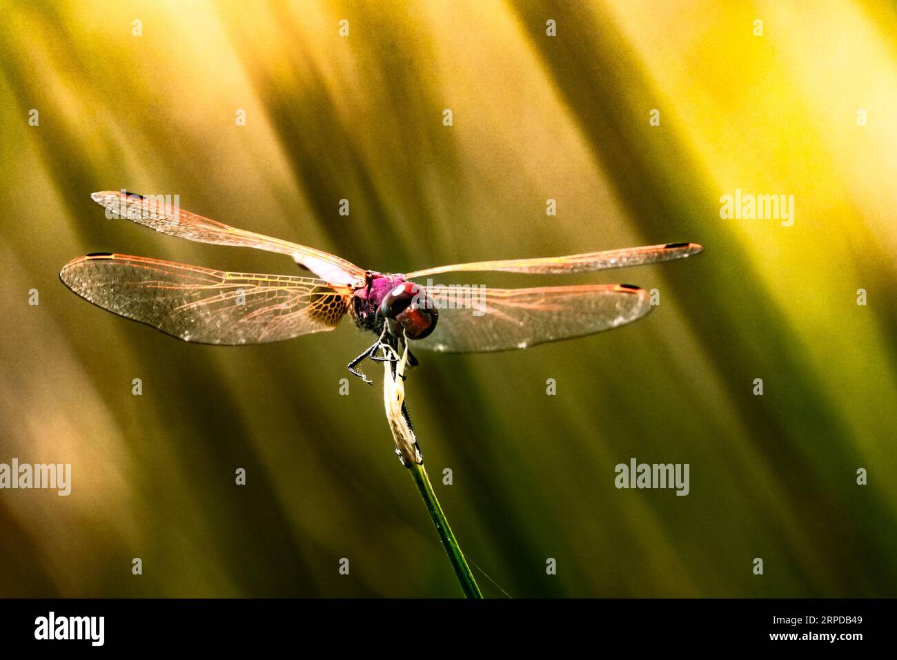 Scarlet dragonfly(Crocotemis erythrea Stock Photo - Alamy