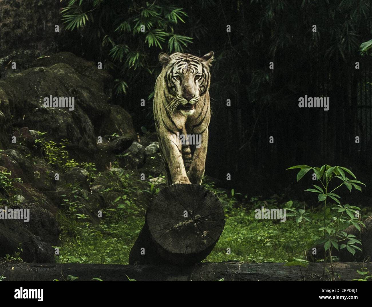 New alipore hi-res stock photography and images - Alamy