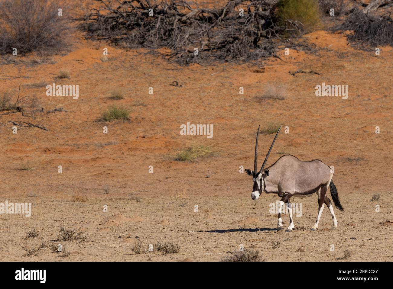 Gemsbok Africano