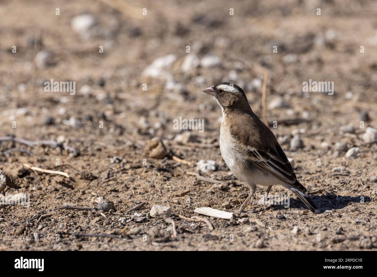 Bold white eyebrow hi-res stock photography and images - Alamy