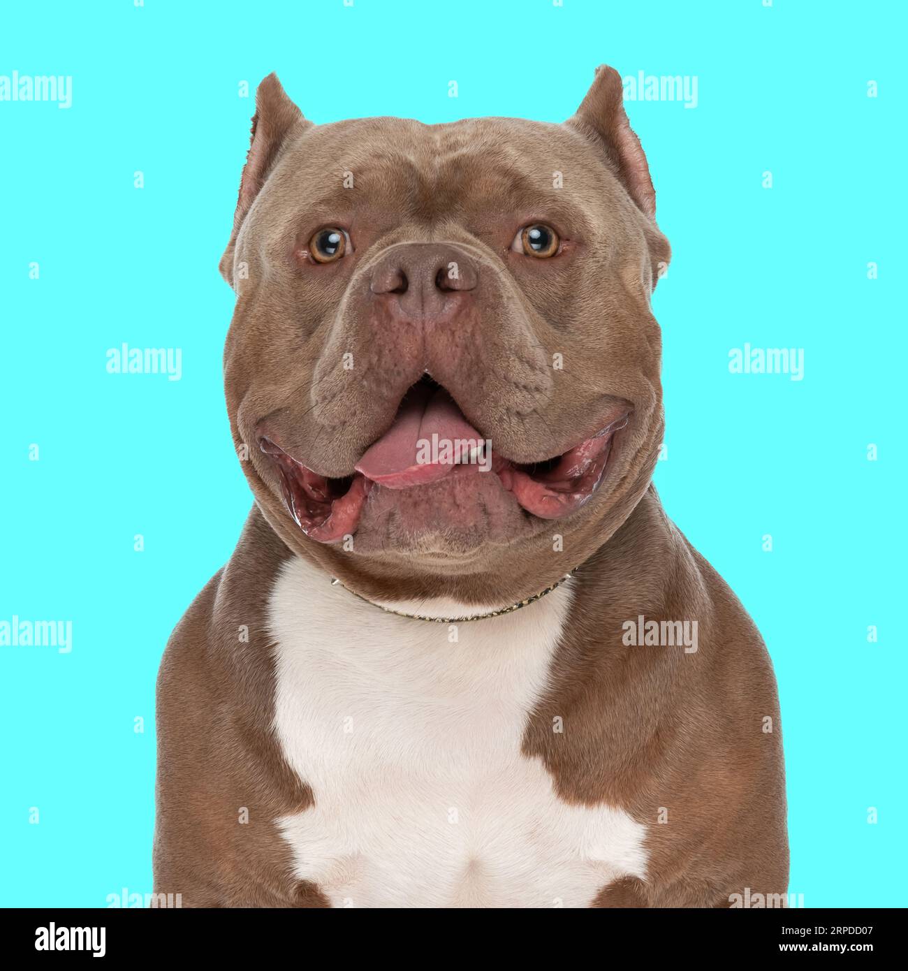 Precious american bully puppy hi-res stock photography and images - Alamy