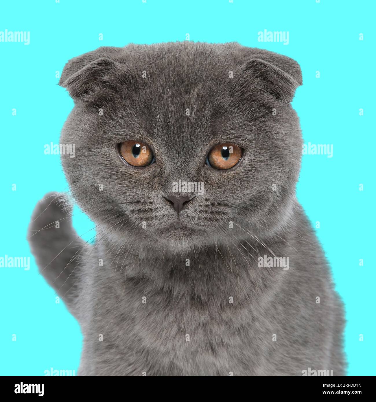 portrait of lovely british fold kitty sitting and looking forward in ...