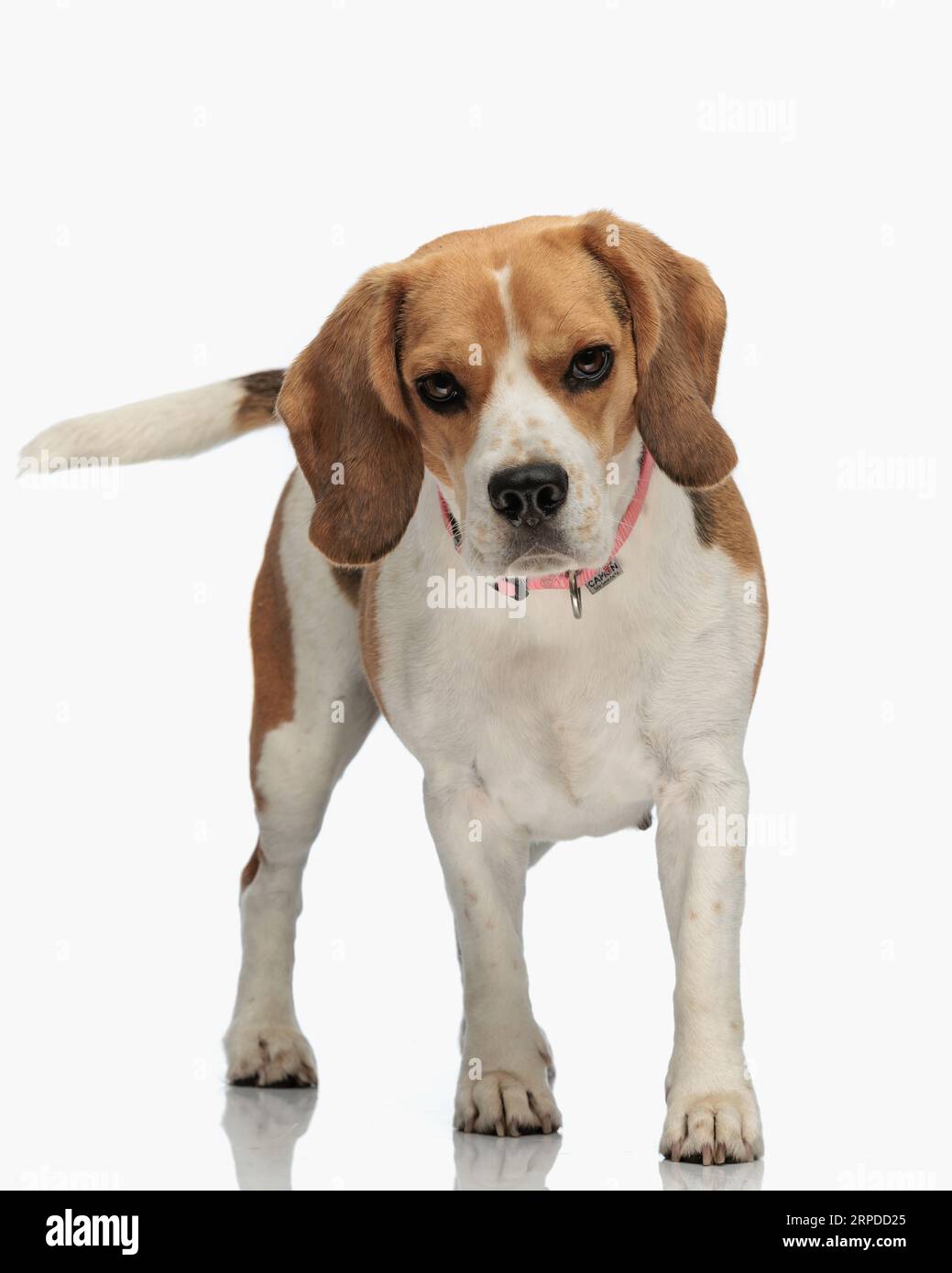 cute little beagle puppy with collar walking while looking forward in ...