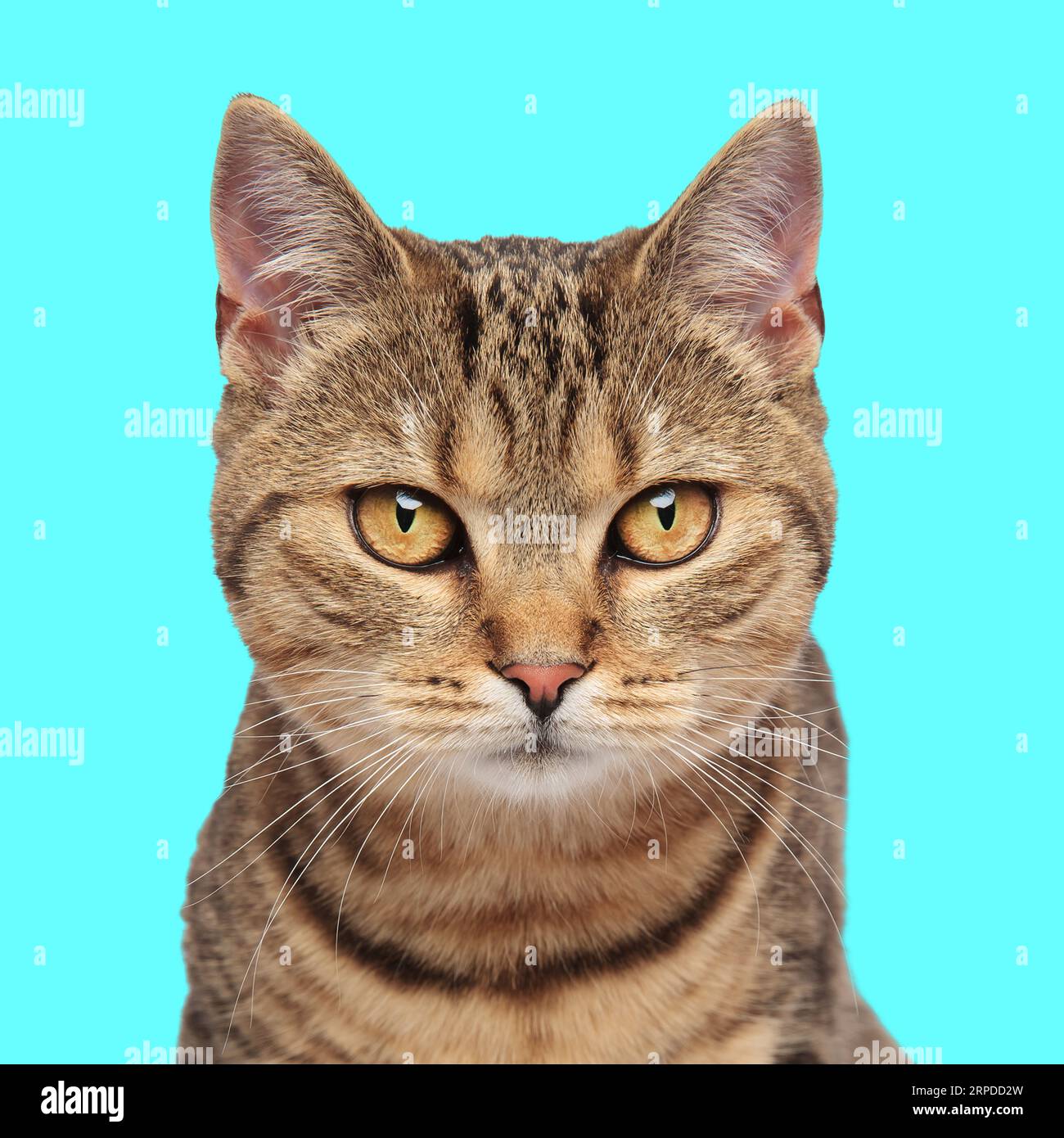 sweet tabby cat looking forward and sitting in front of blue background ...