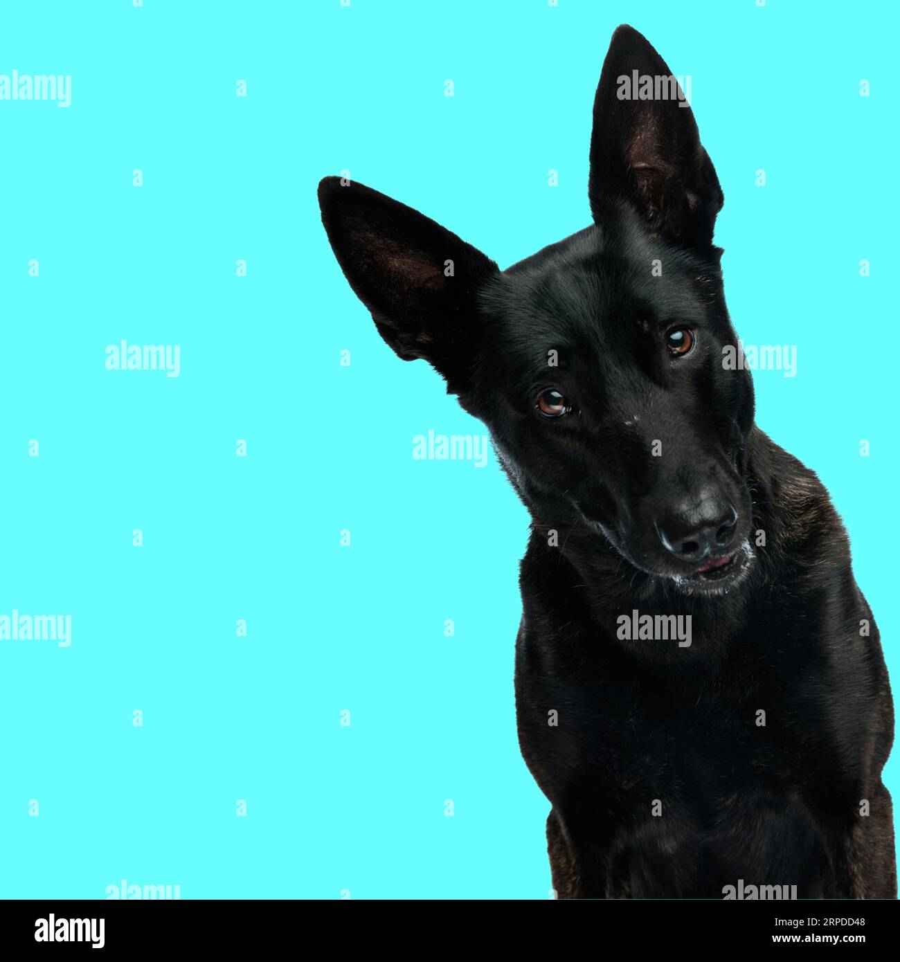 curious dutch shepherd dog looking forward, panting and sitting in ...