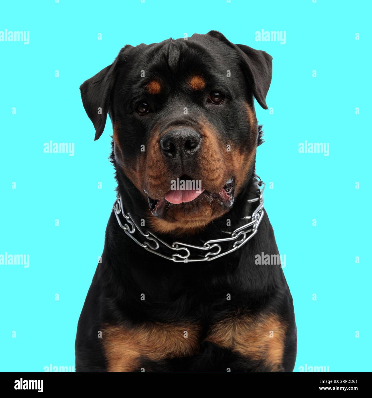 portrait of adorable rottweiler dog wearing silver collar and sticking ...