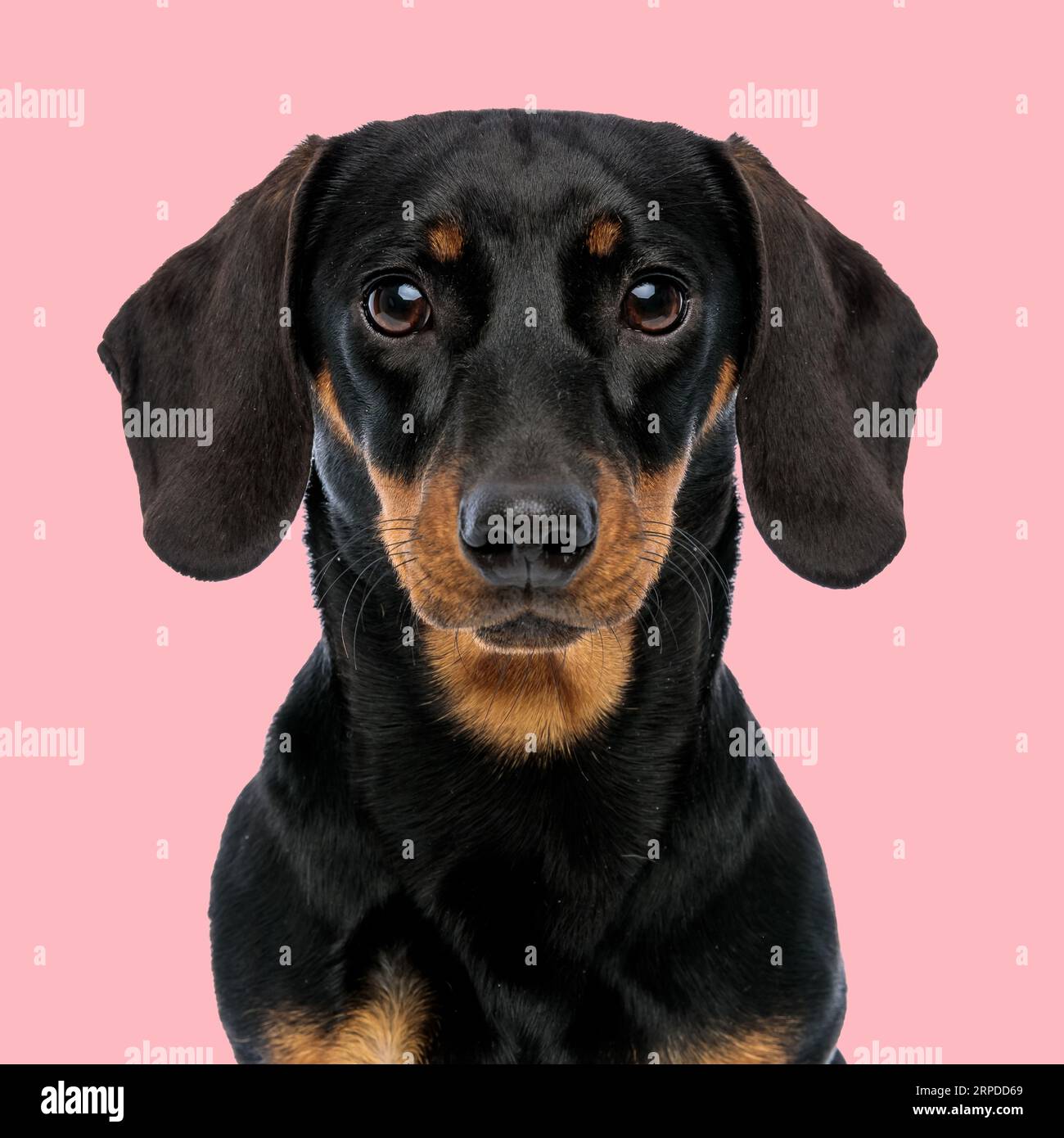 cute little teckel dachshund puppy sitting and looking forward in front ...