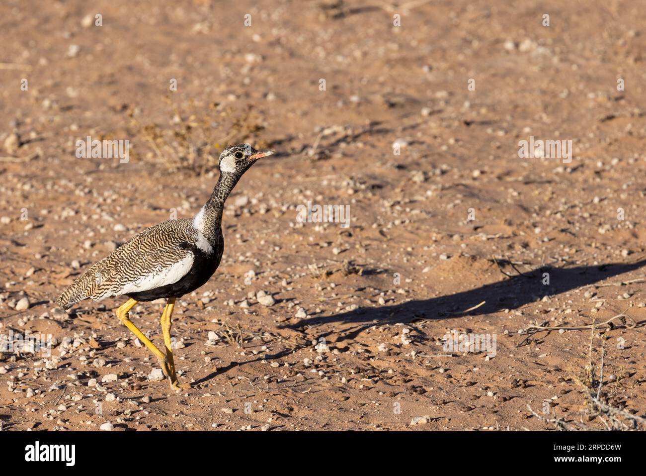A single male Southern black korhaan also known as Afrotis afra walks ...