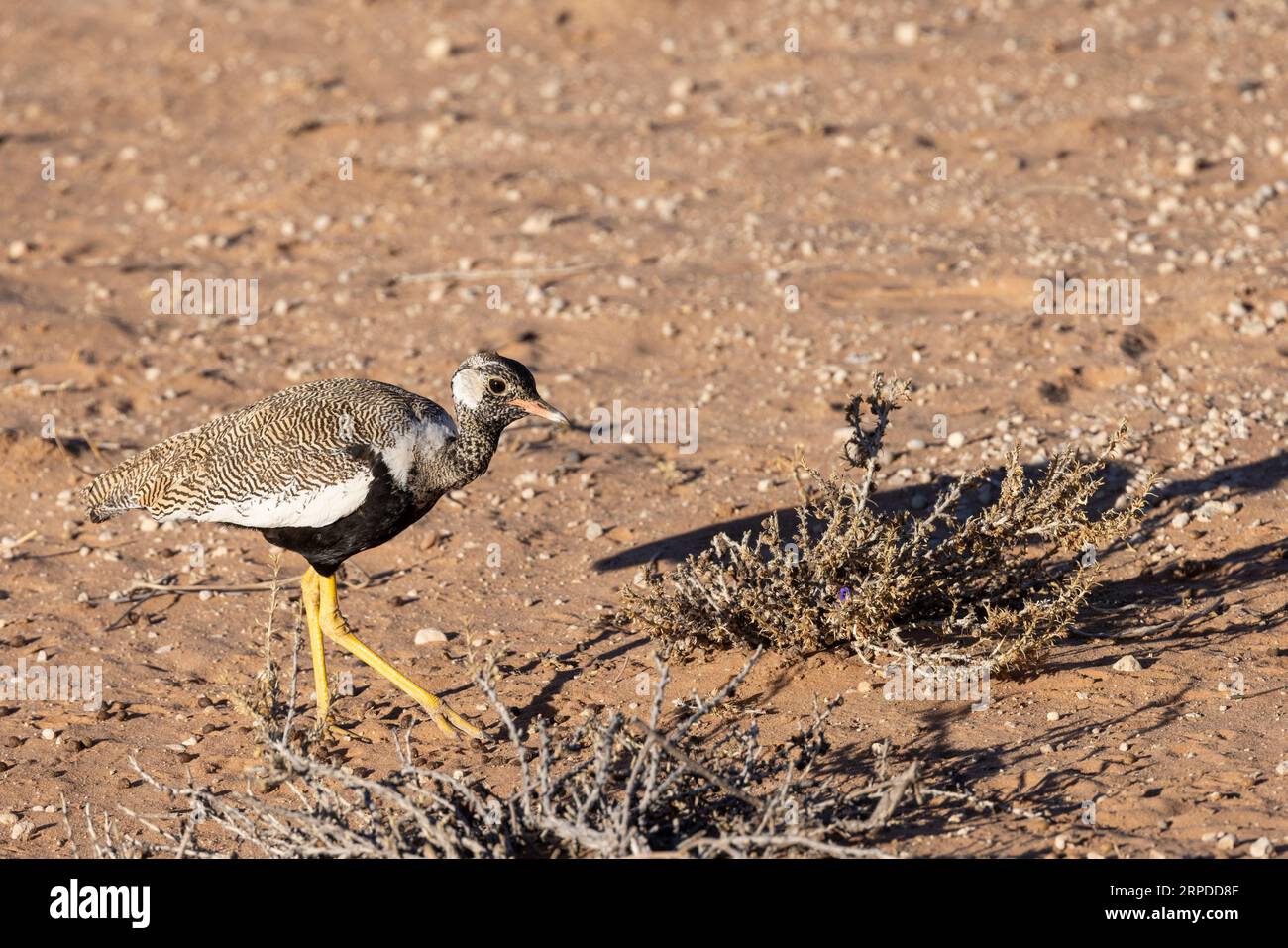 A male Southern black korhaan also known as the black bustard walks in ...