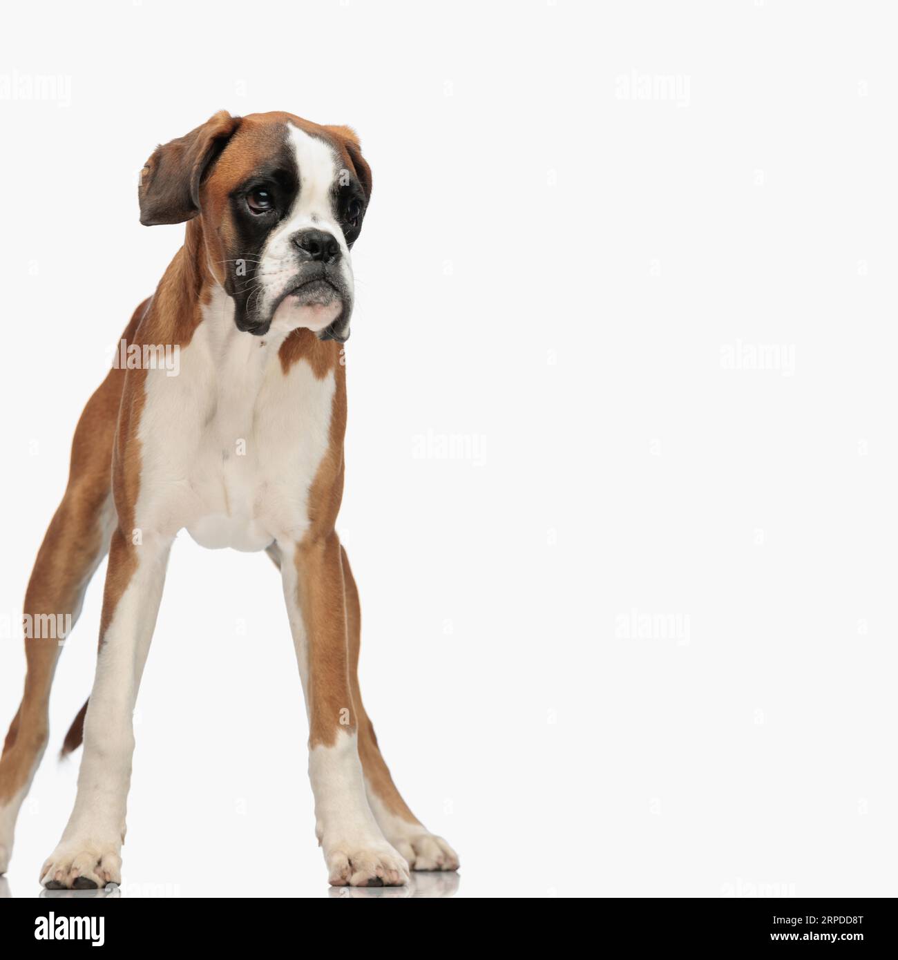 cute small boxer puppy looking away and standing in front of white ...