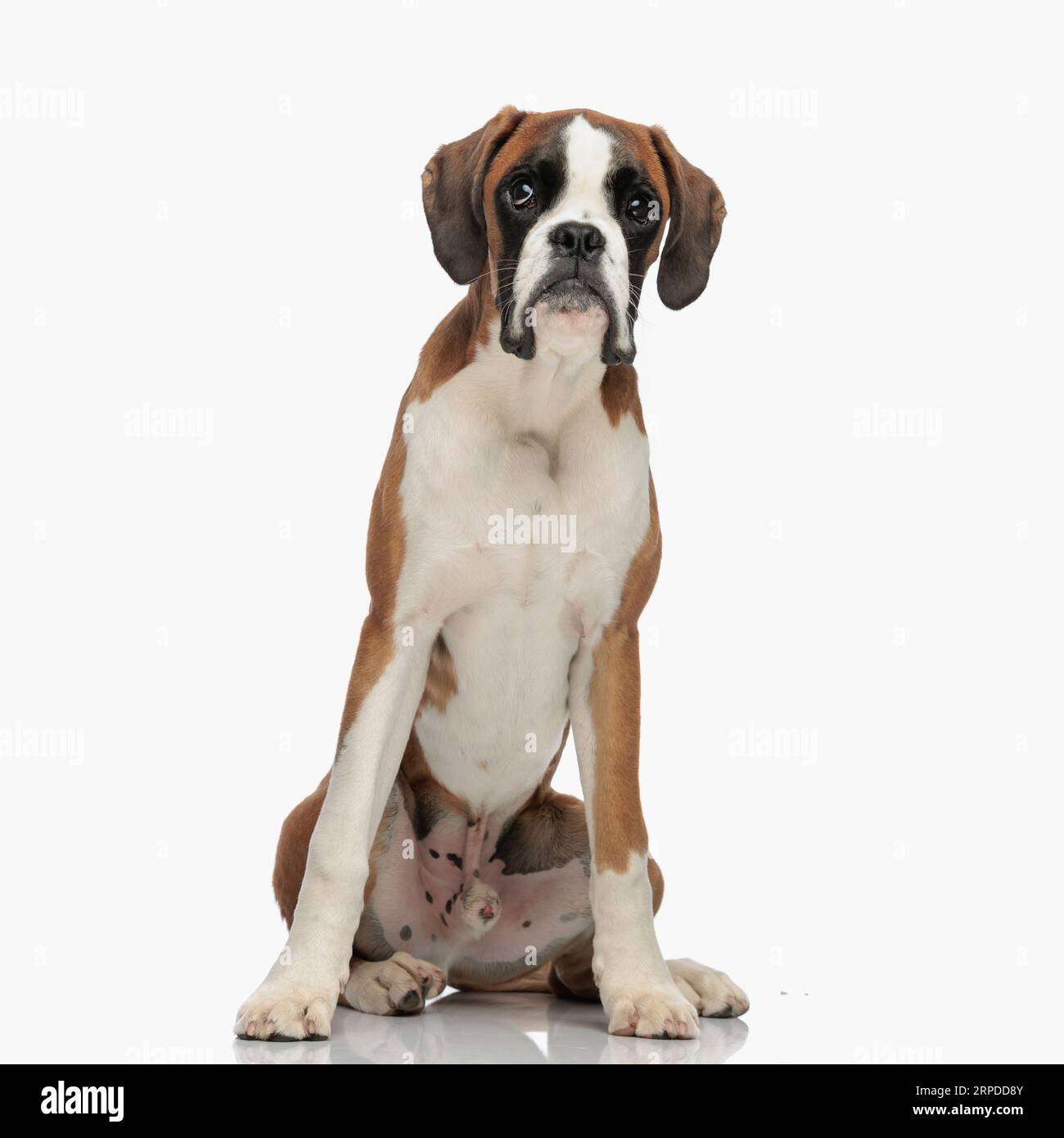 adorable small boxer dog looking forward and sitting in front of white ...