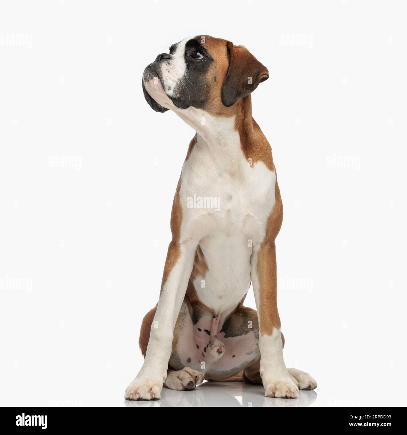 cute little boxer puppy sitting in front of white background and ...