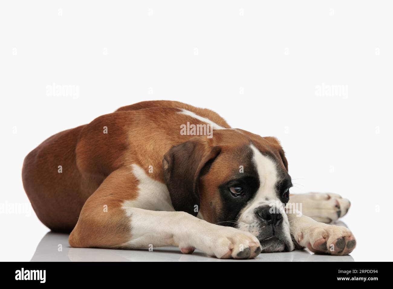 tired boxer puppy laying down and keeping head on the floor while ...