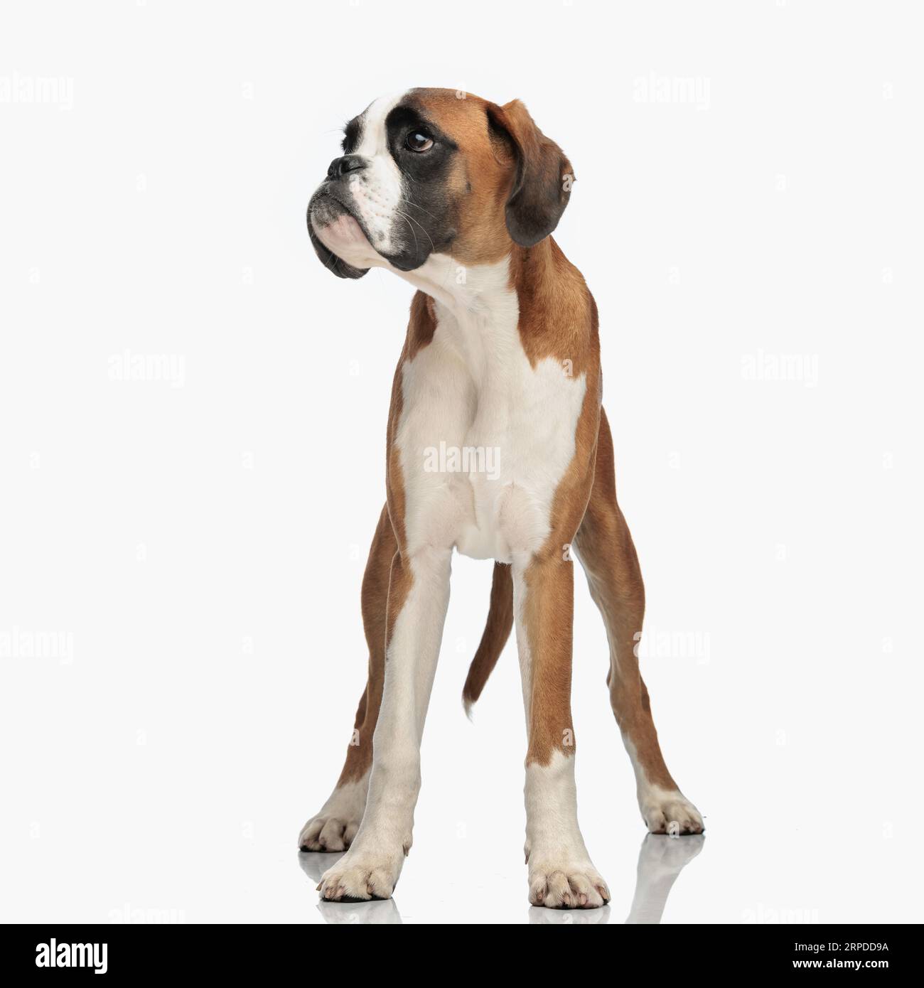 adorable little boxer puppy looking to side and standing in front of ...