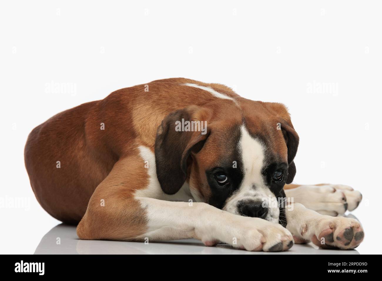 shy little boxer puppy laying down on the floor and being timid in ...