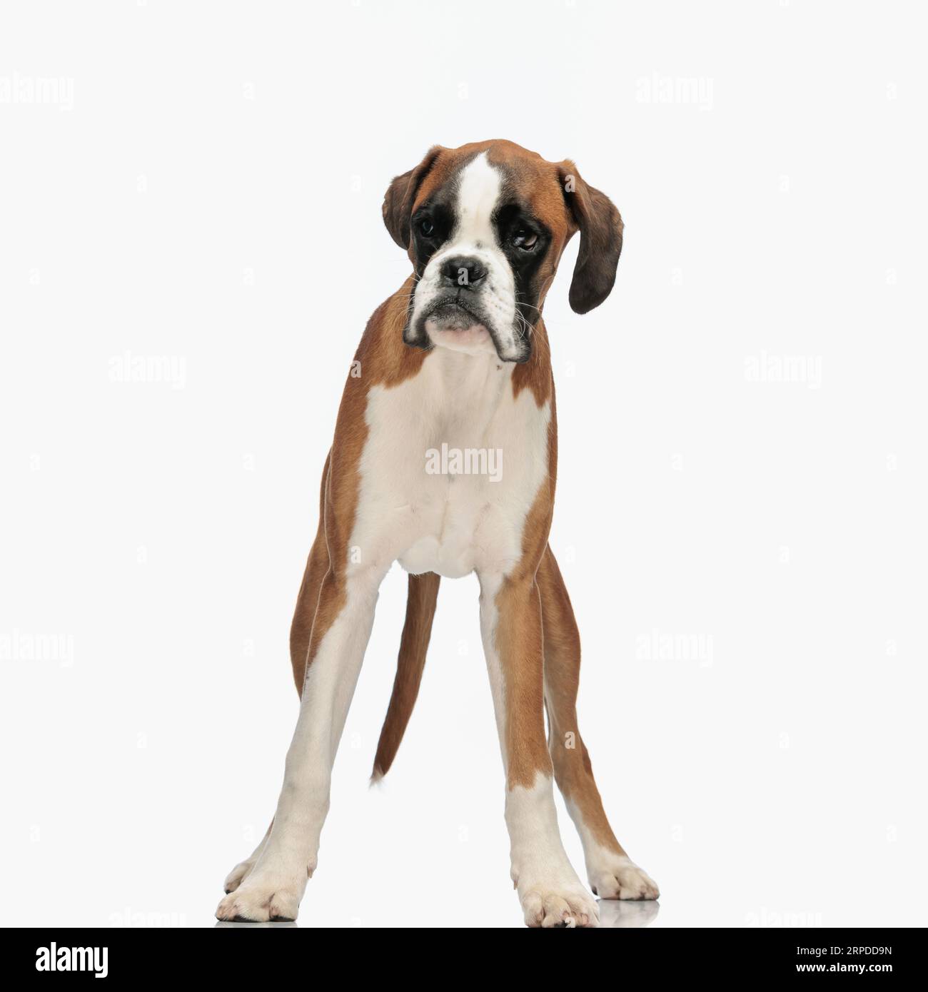 picture of cute little boxer dog looking away while standing on white ...